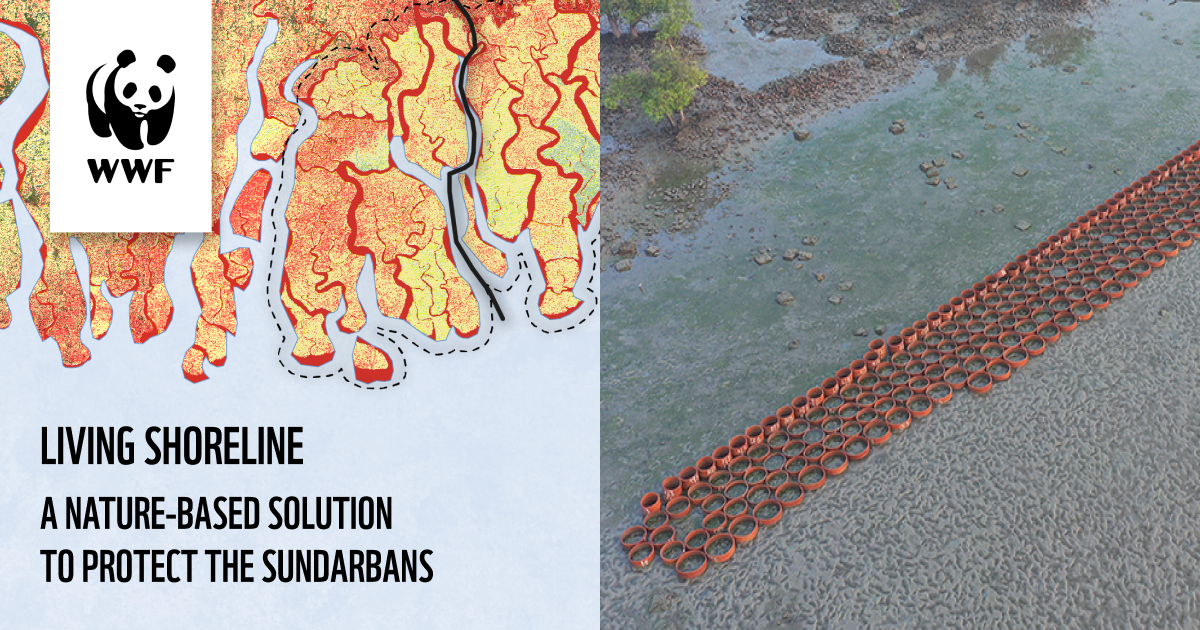 Living Shoreline - A nature-based solution to protect the Sundarbans